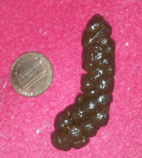 [GUIDE ILLUSTRÉ] Crottes de Lapin : Normales, Molles, Chapelet ...