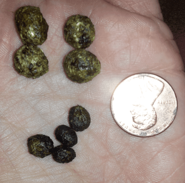 [GUIDE ILLUSTRÉ] Crottes de Lapin : Normales, Molles, Chapelet ...