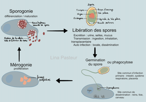 Encephalitozoon cuniculi (Microsporidie) : Définition, Zoonose et Cycle ...